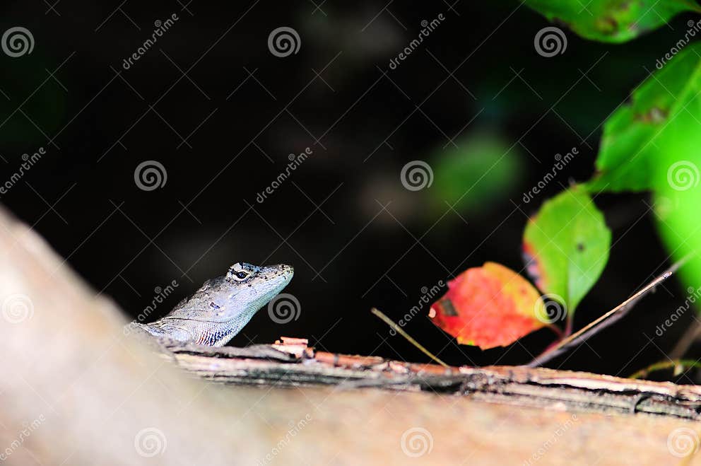 Grey Lizard stock photo. Image of cold, lizards, colours - 21384502