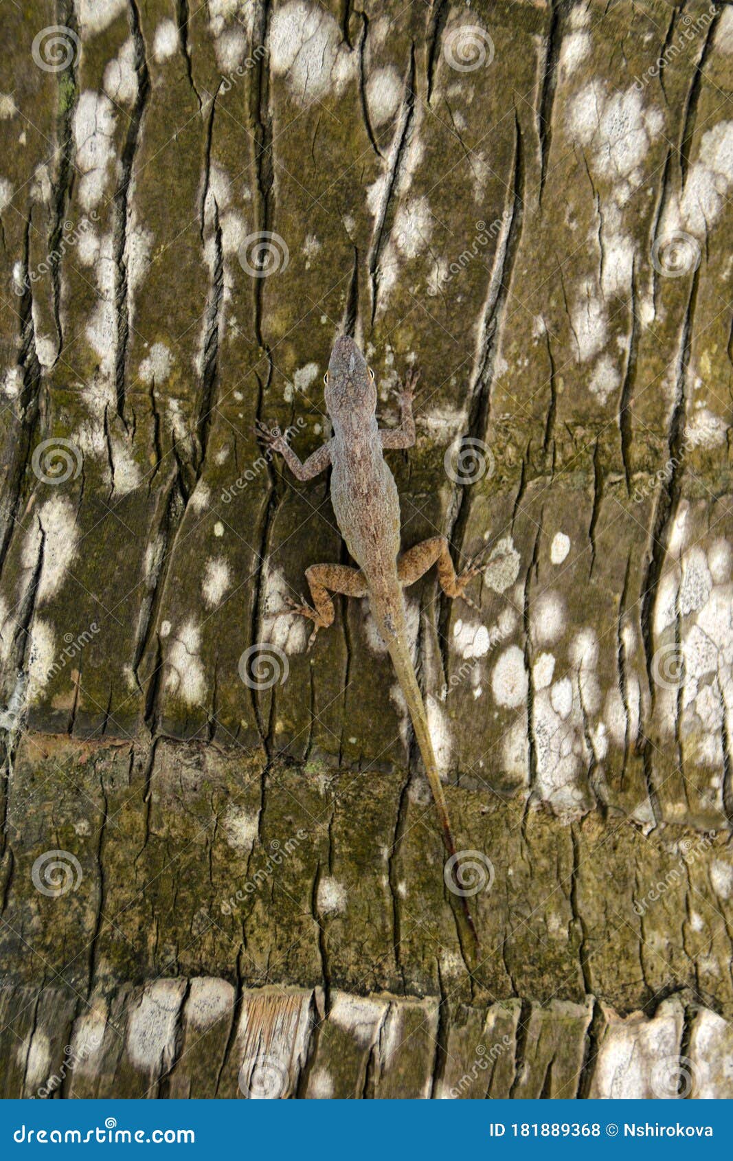 Grey lizard on the bark stock photo. Image of zoology - 181889368