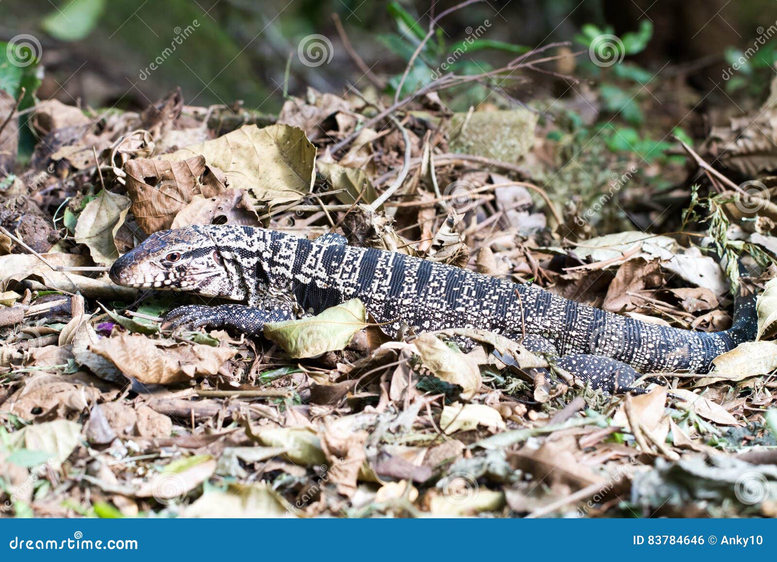 Grey lizard stock photo. Image of color, creature, tail - 83784646