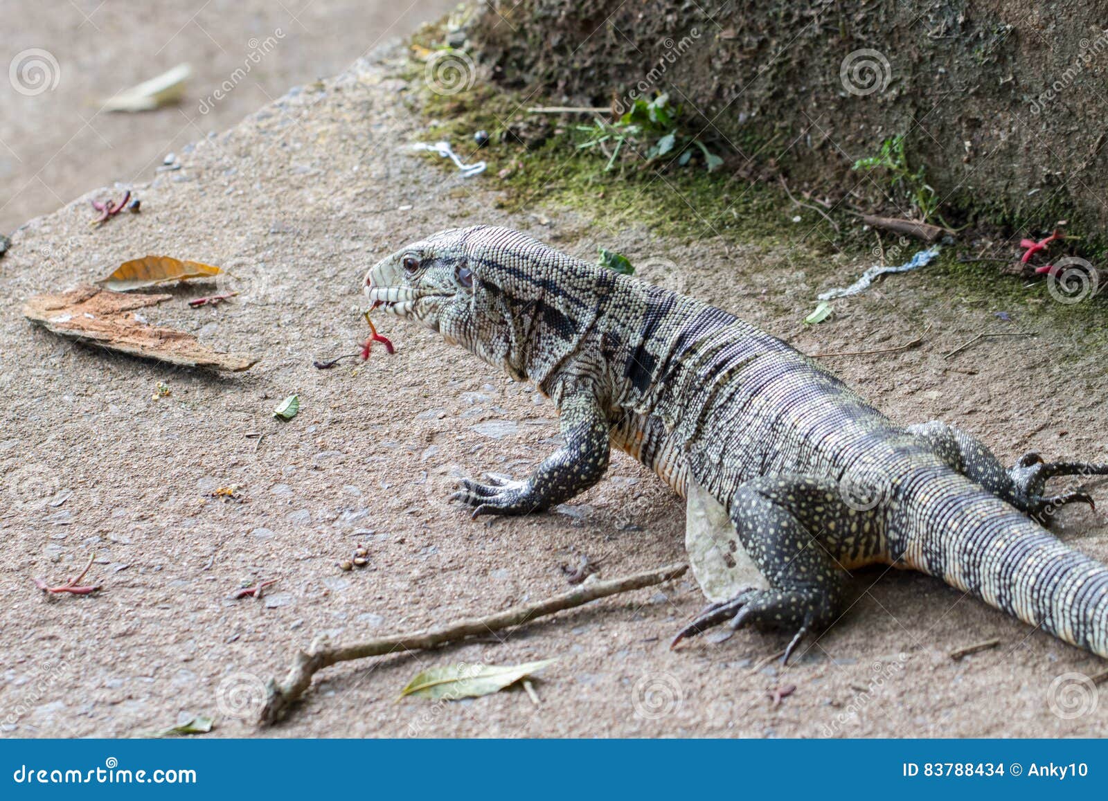 Grey lizard stock photo. Image of reptilian, brown, green - 83788434