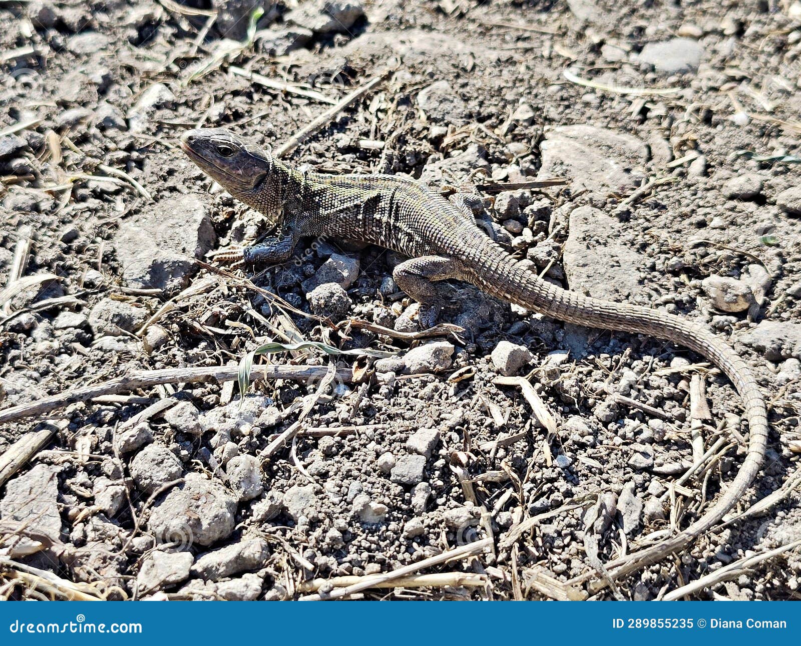 Grey lizard on the ground stock image. Image of gecko - 289855235