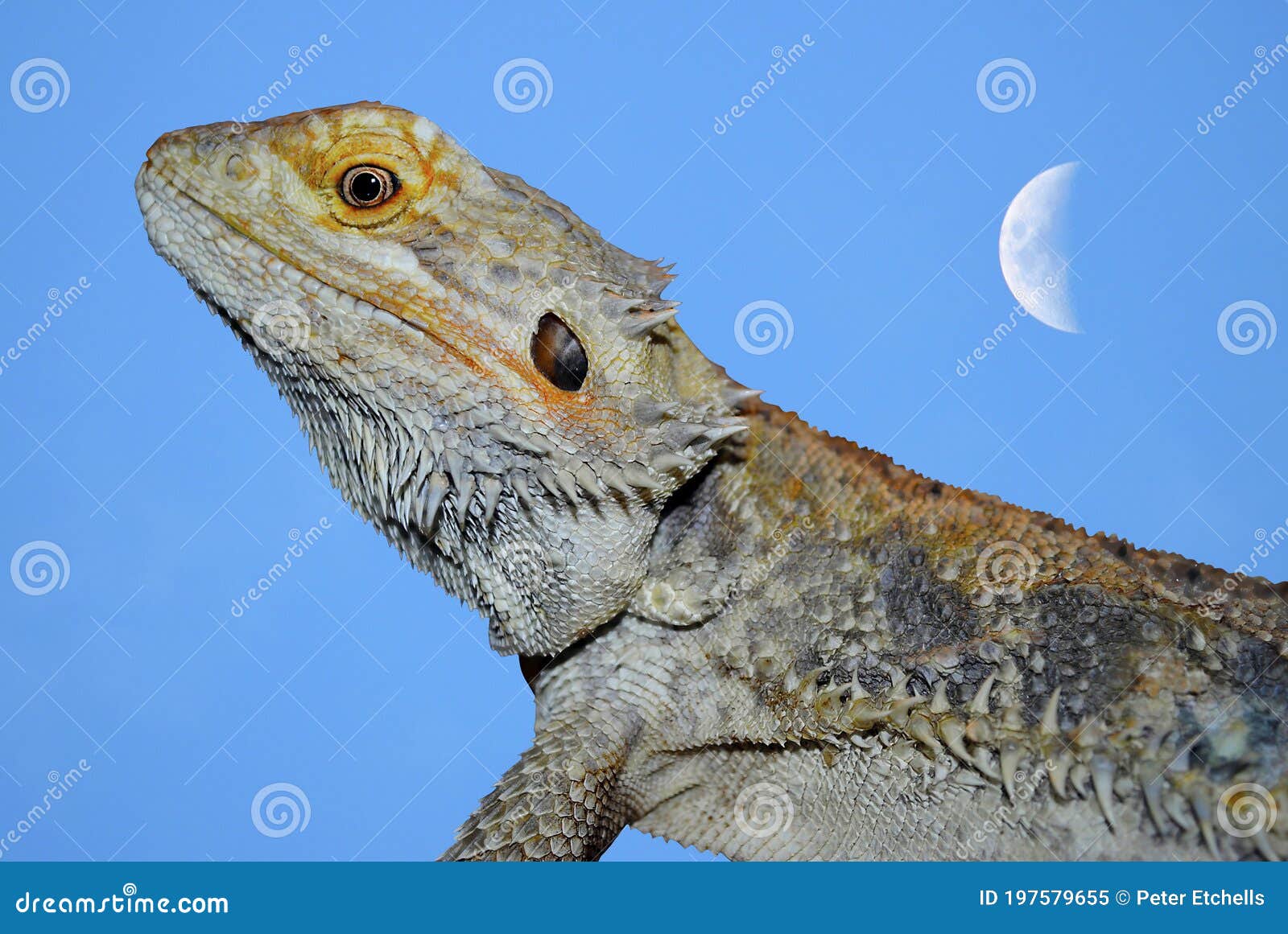 Grey lizard stock image. Image of fauna, outdoors, scale - 197579655