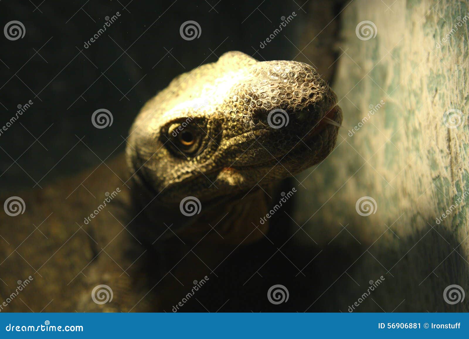 Grey Lizard in the Moscow Zoo Stock Image - Image of scales, animal ...