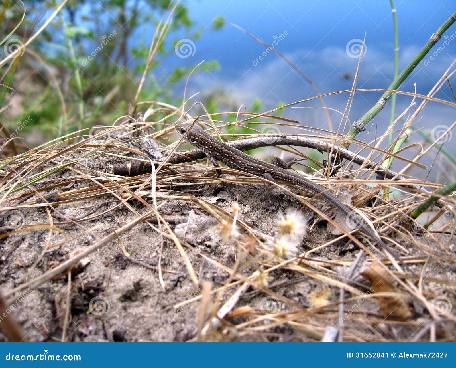 The Grey Lizard Near the River Stock Image - Image of lizard, balearic ...