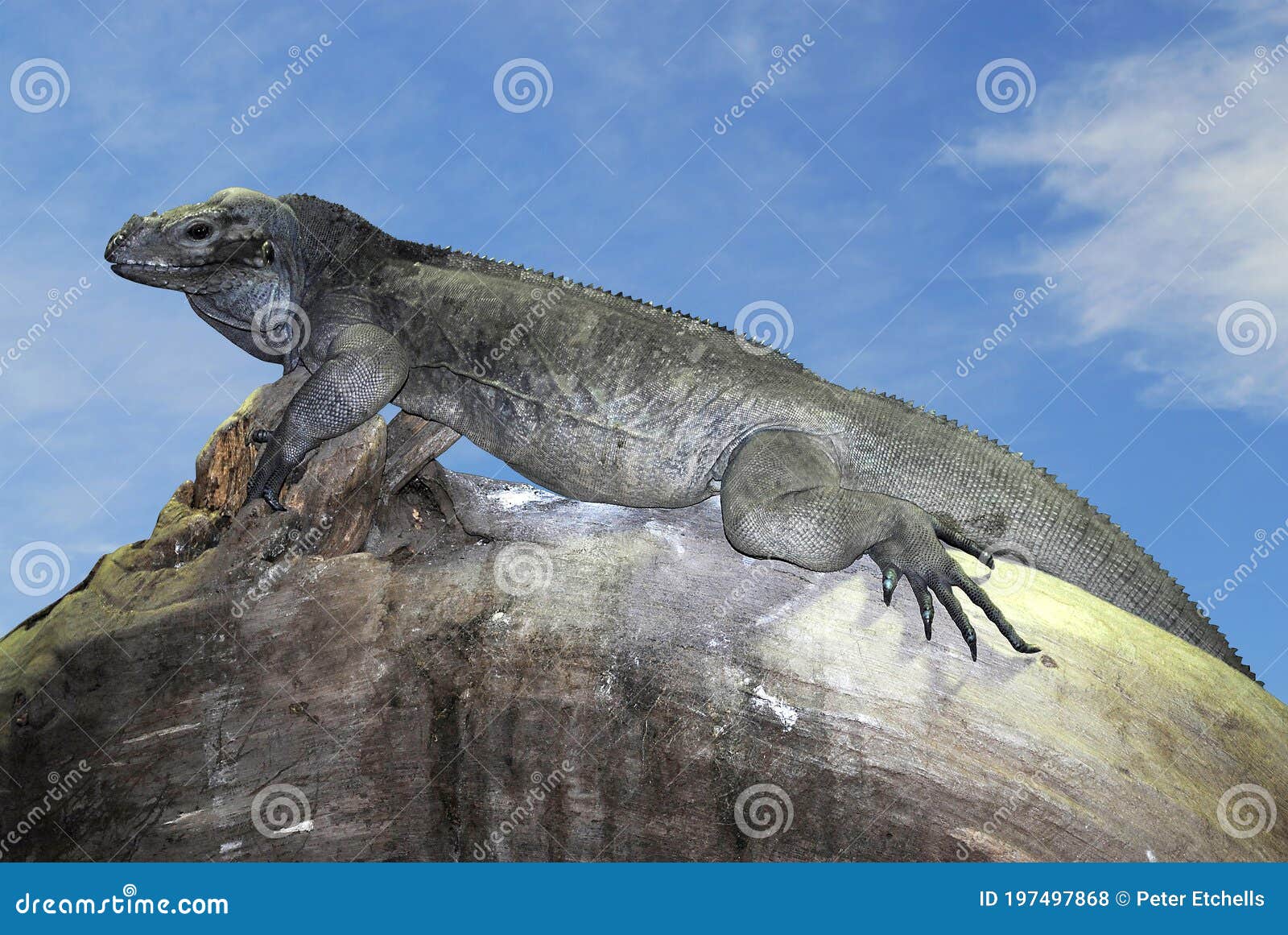 Grey lizard stock photo. Image of branch, wildlife, fauna - 197497868