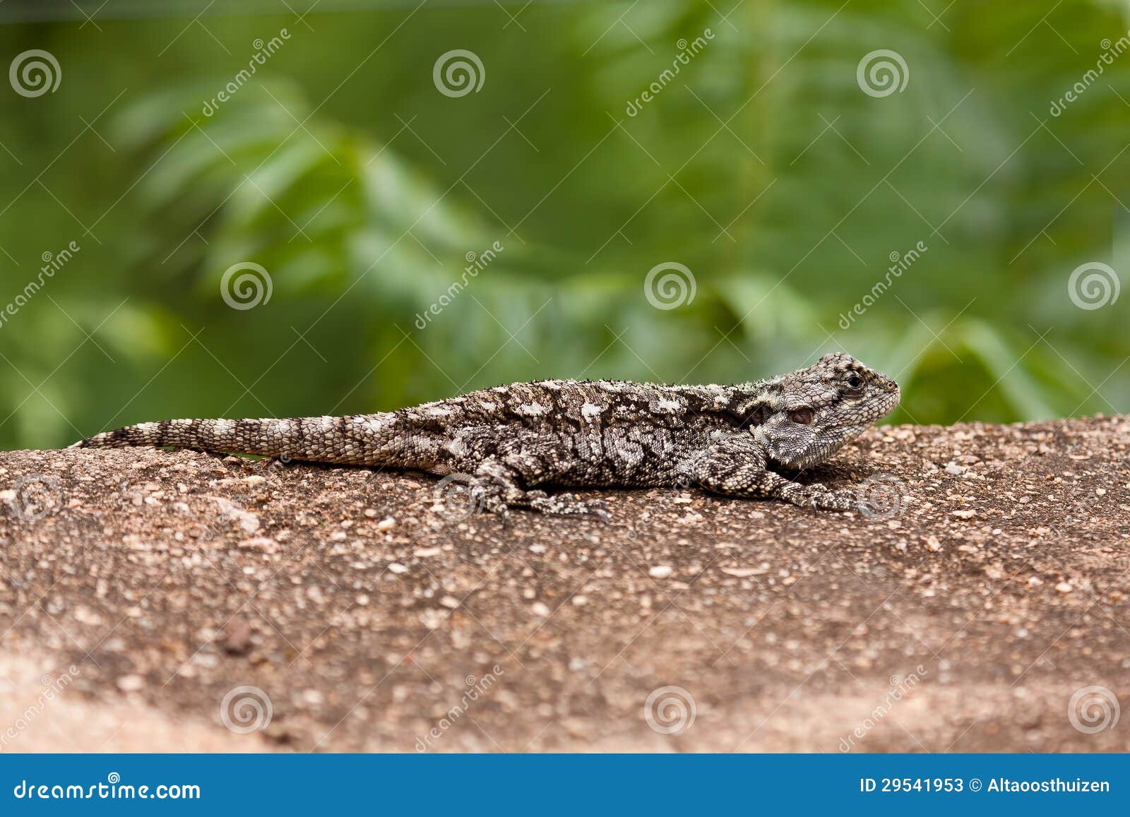 Grey Lizard Resting on Rock Stock Image - Image of fauna, animal: 29541953