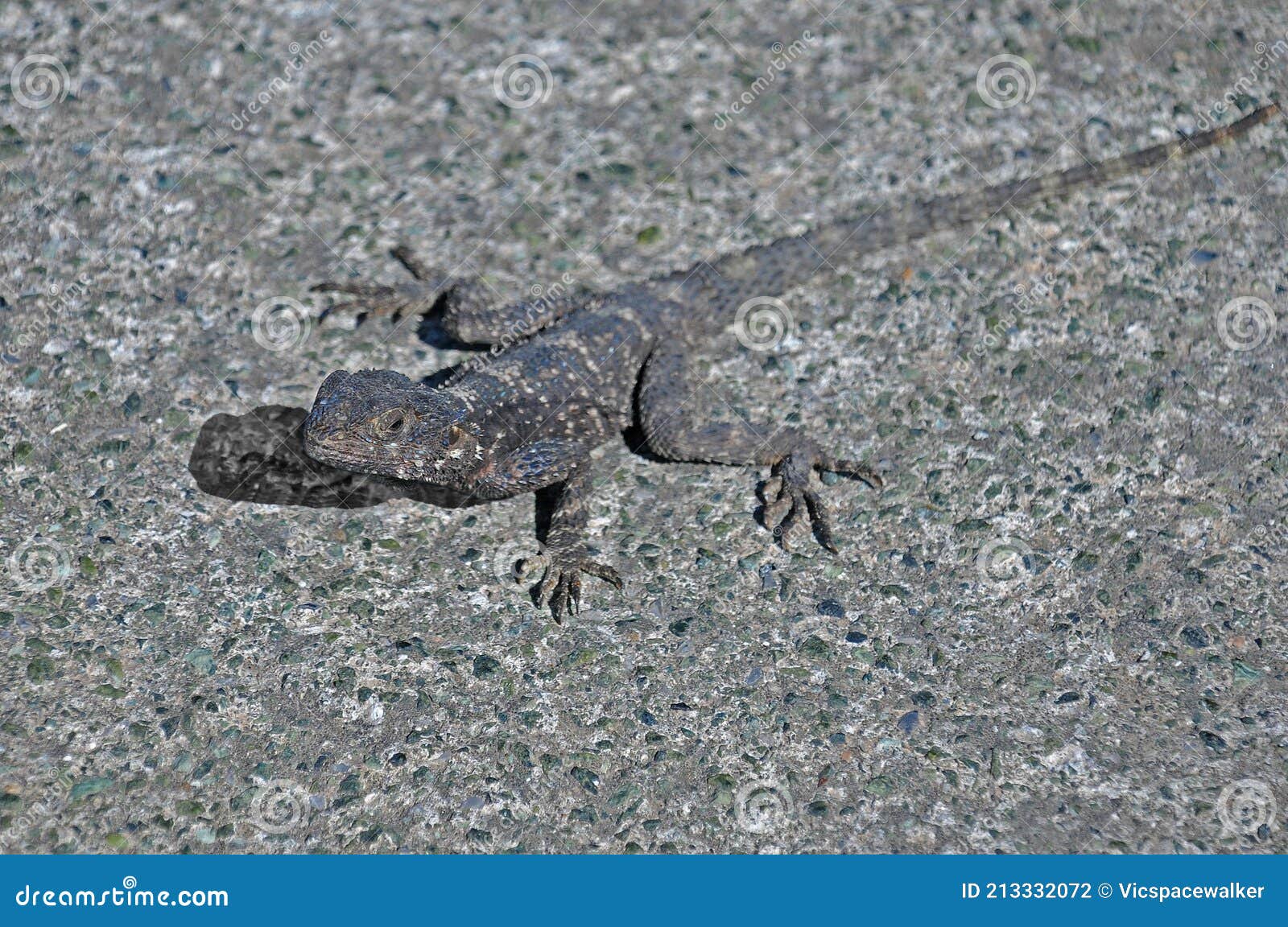 Grey Lizard stock photo. Image of creature, outdoor - 213332072