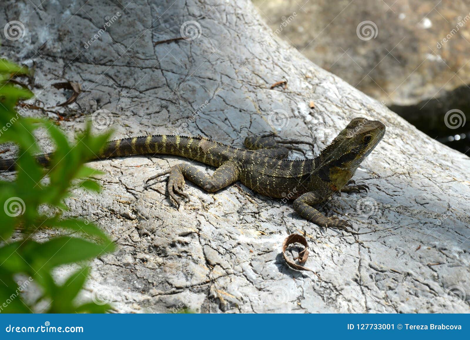 Grey Lizard Stock Images - Download 2,154 Royalty Free Photos