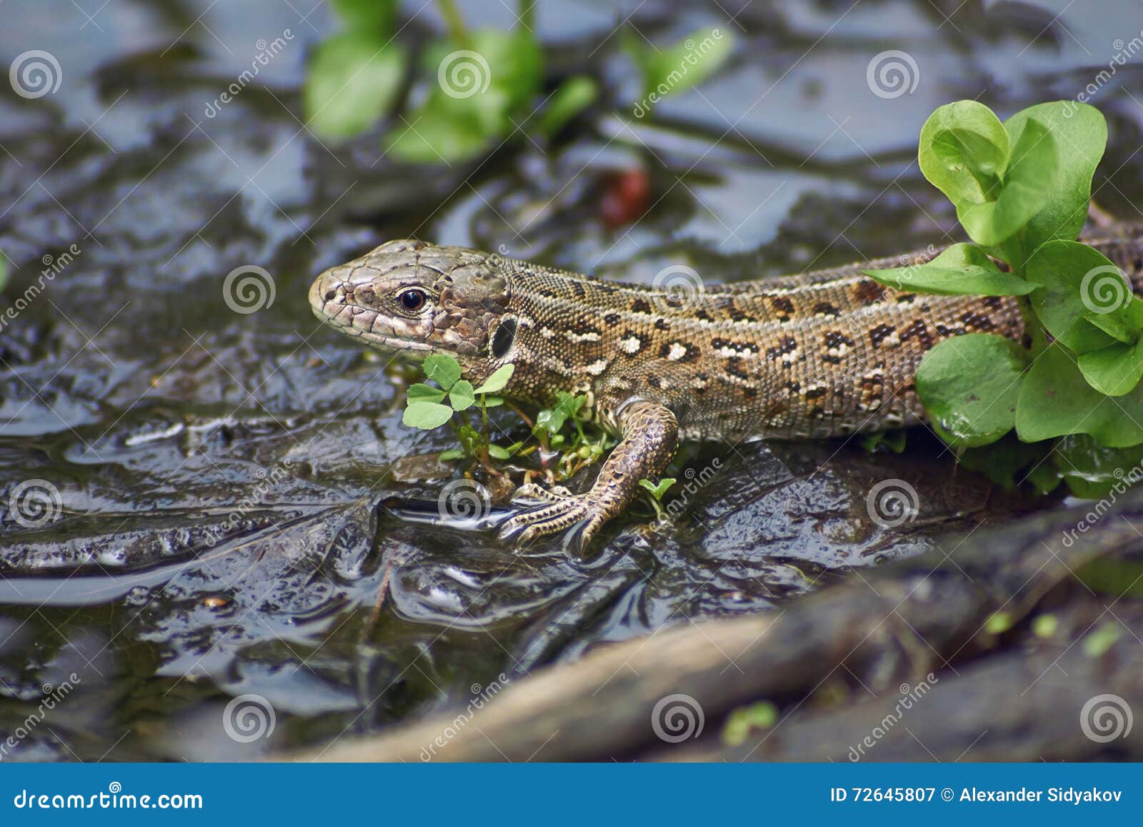 Grey Lizard in the Spring Sunshine. Stock Image - Image of bizarre ...