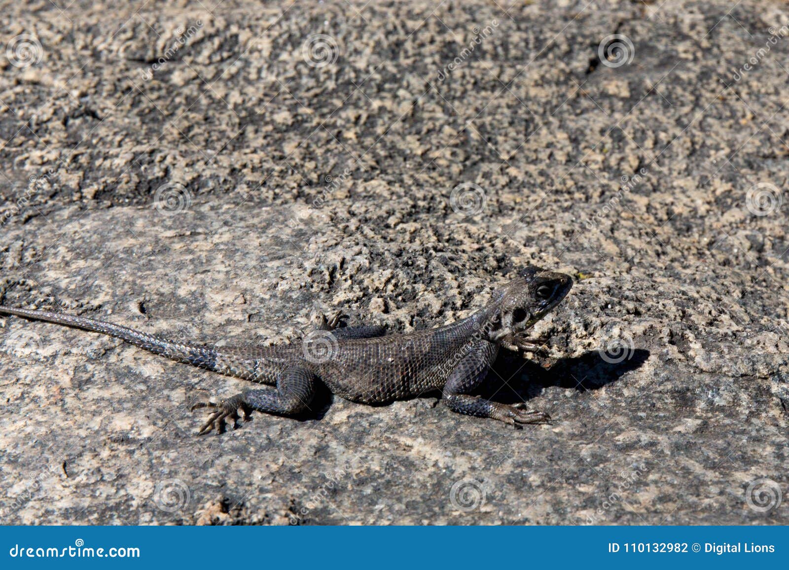 Grey Lizard Closeup stock photo. Image of wildlife, africa - 110132982