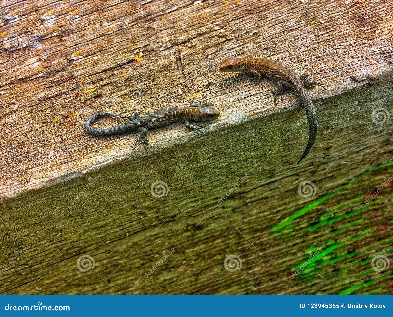 Grey lizards stock image. Image of animals, lizards - 123945355