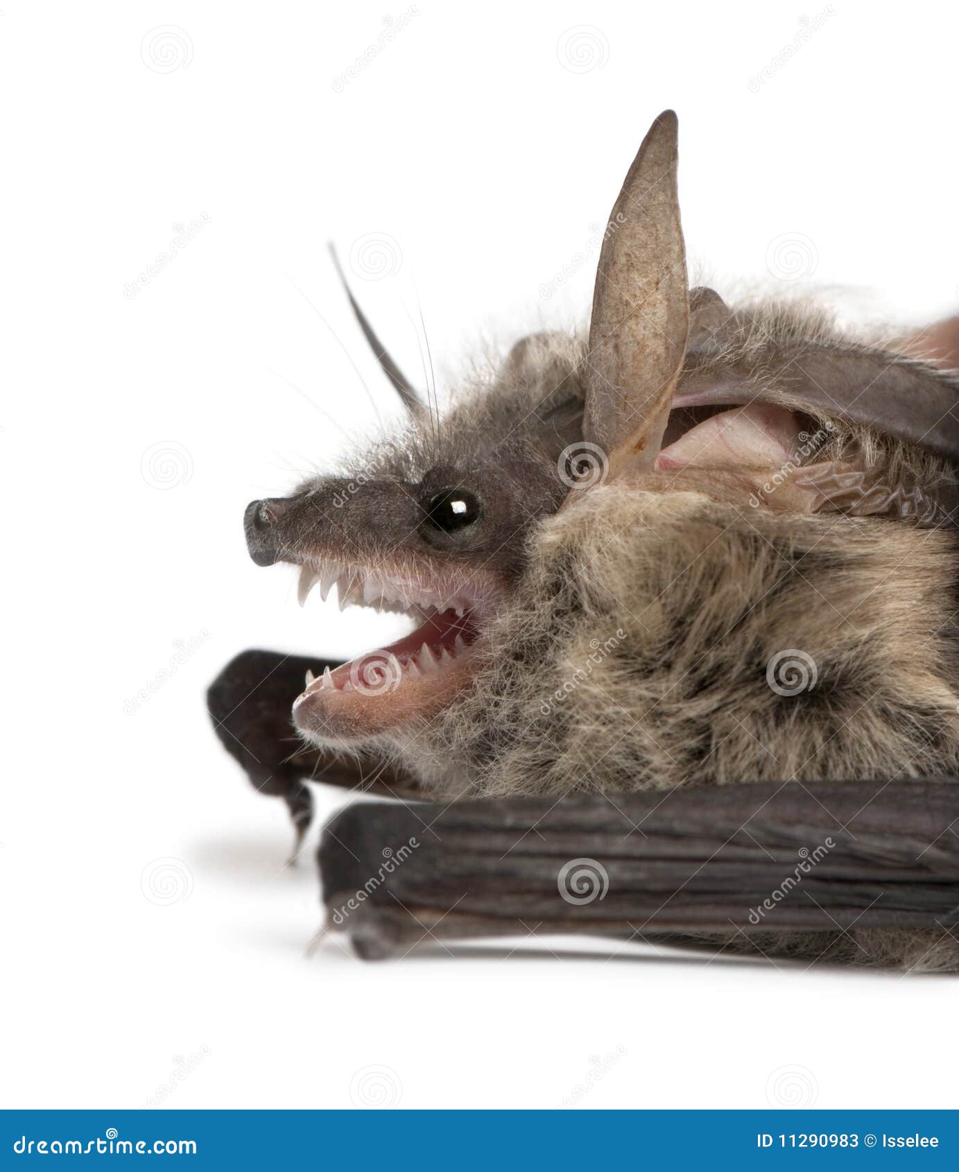 Grey Long-eared Bat, Against White Background Stock Image - Image of ...