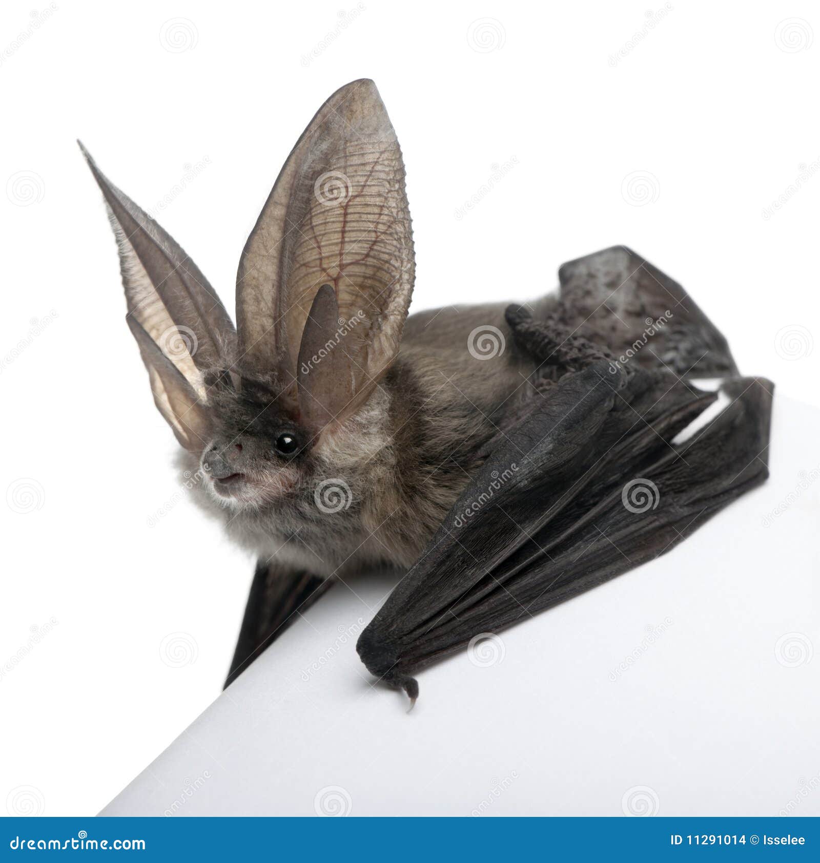 Long Eared Owl Stock Image | CartoonDealer.com #6388921