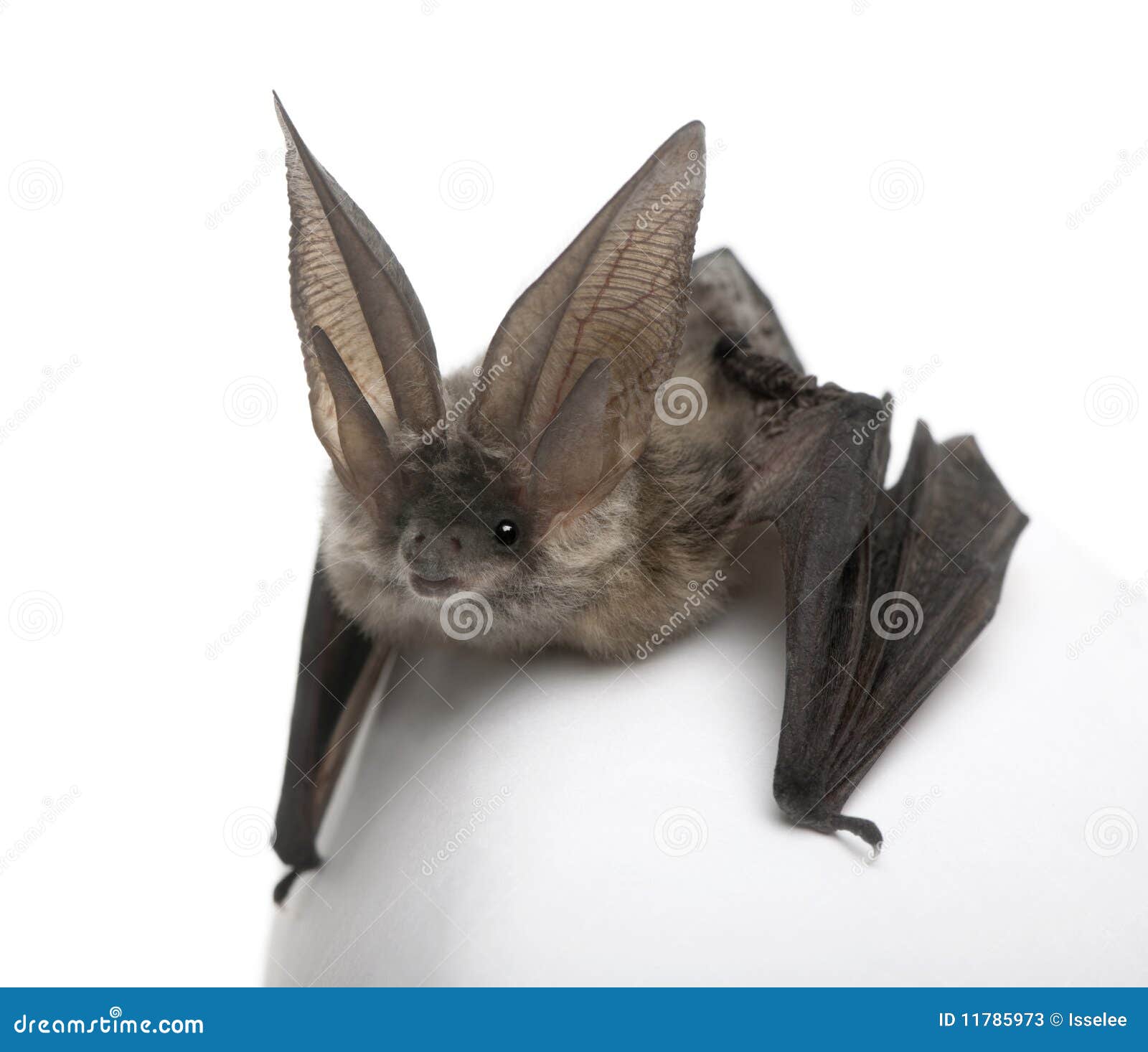 267 Bat Animal Front Stock Photos - Free & Royalty-Free Stock Photos ...