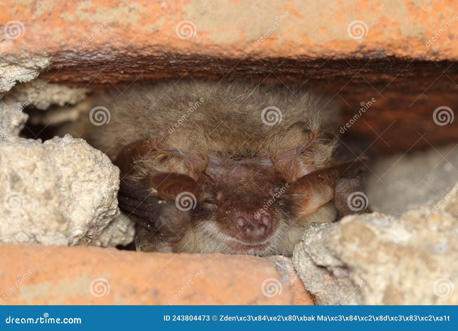 Mole Hibernation Stock Photos - Free & Royalty-Free Stock Photos from ...