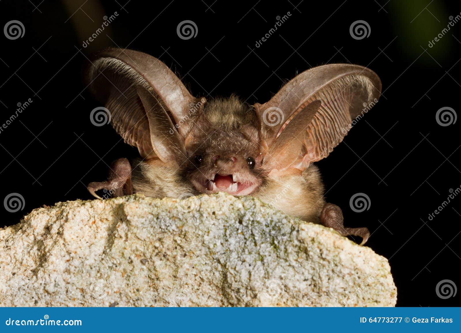 Grey Long Eared Bat Resting Stock Image - Image of dark, silhouette ...