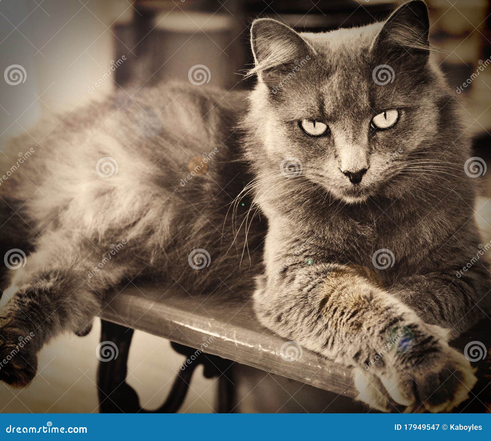 Grey Long-Haired Cat stock image. Image of feline, dark - 17949547