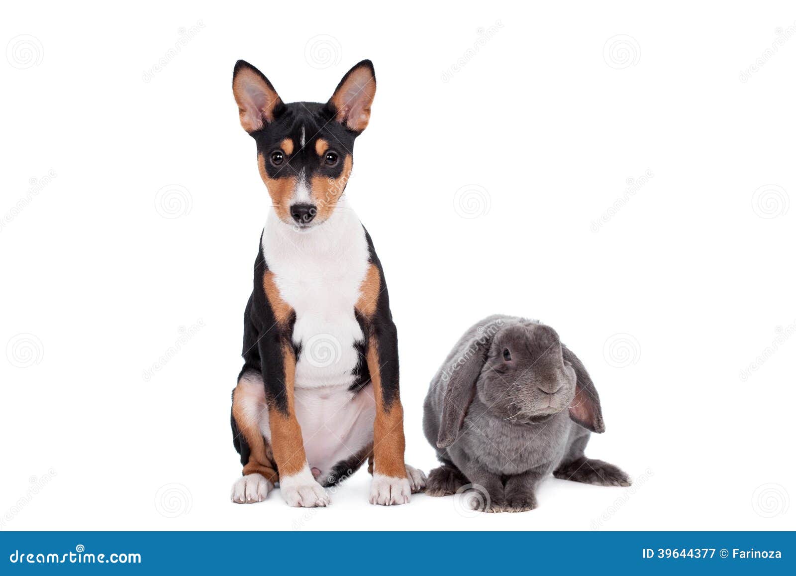 Grey Lop-eared Rabbit with Basenji Puppy Stock Image - Image of bunny ...