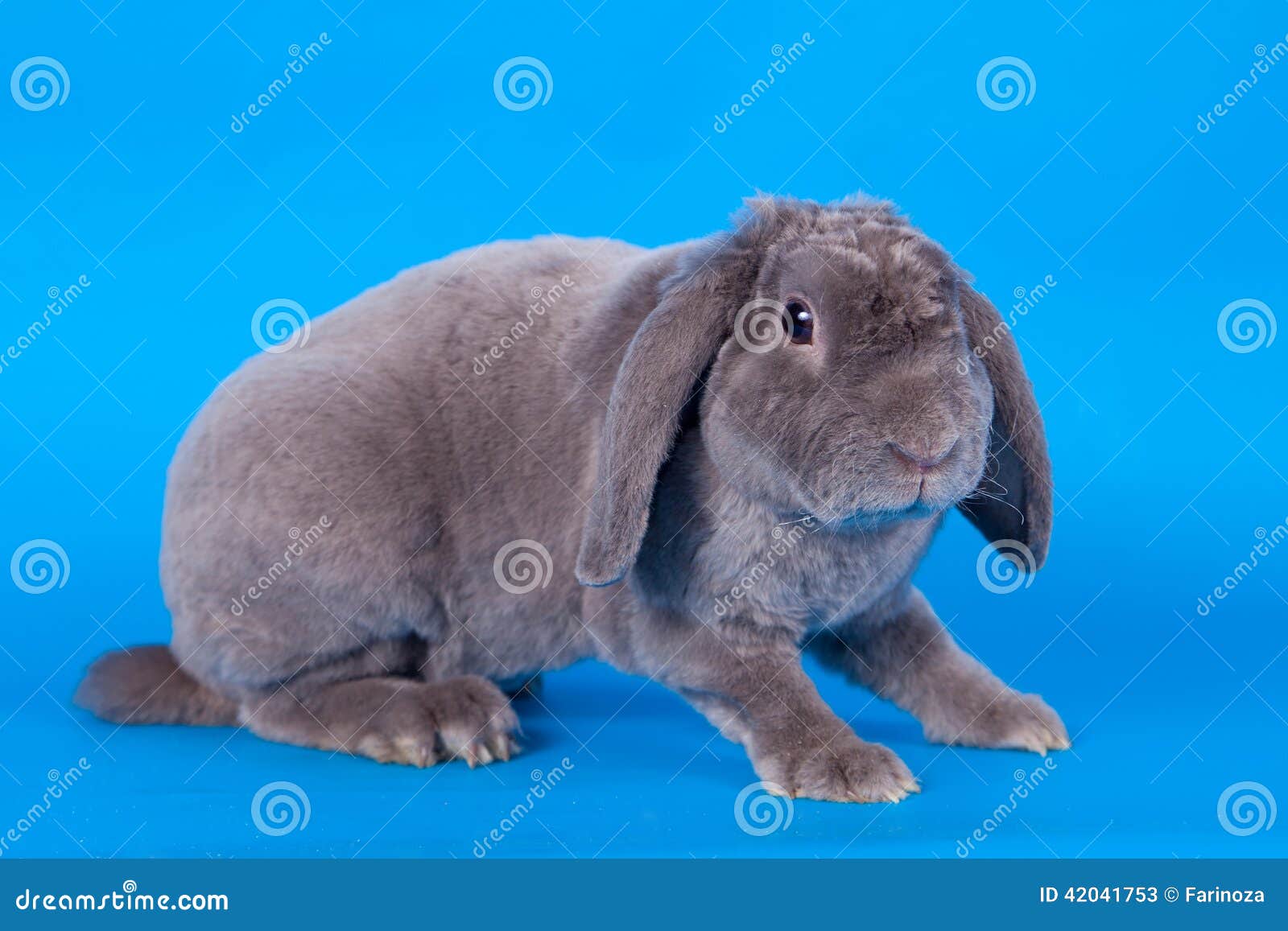 Grey Lop-eared Rabbit Rex Breed on Blue Stock Image - Image of ...