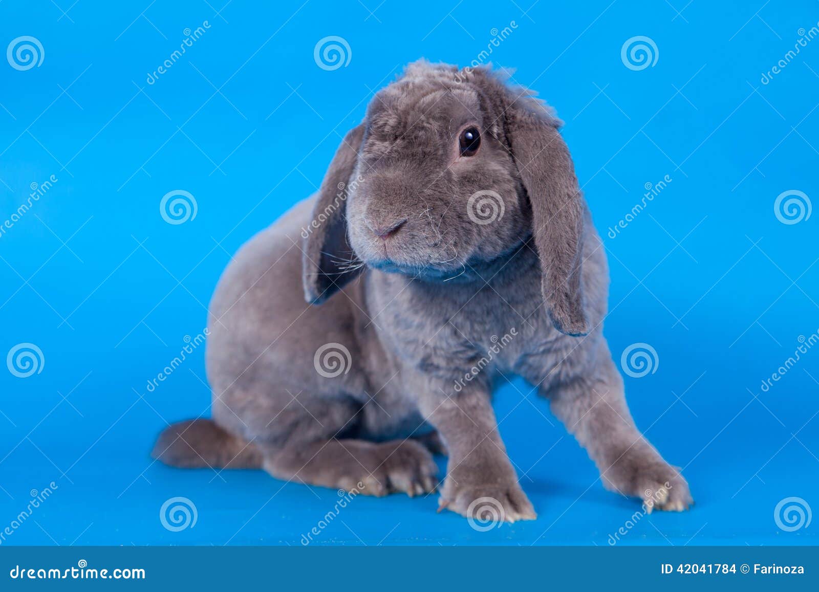 Grey Lop-eared Rabbit Rex Breed on Blue Stock Photo - Image of ...