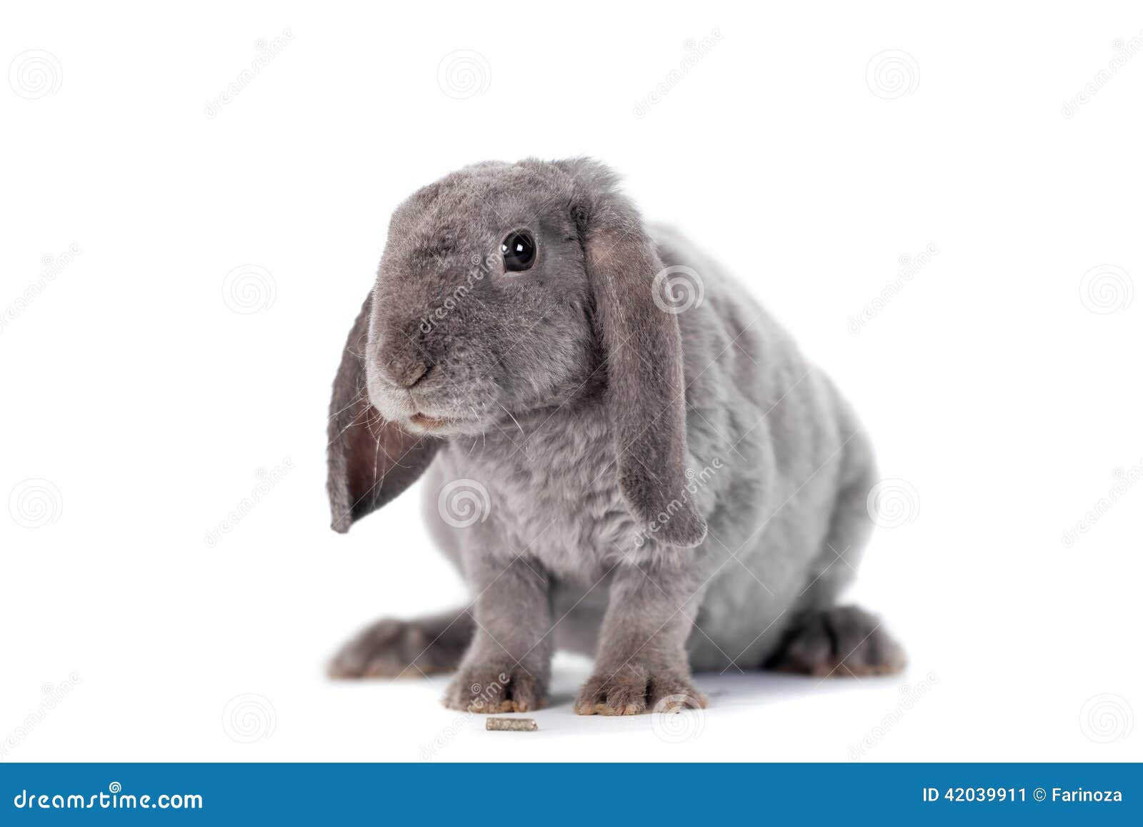 Grey Lop-eared Rabbit Rex Breed Stock Image - Image of hare, mammal ...