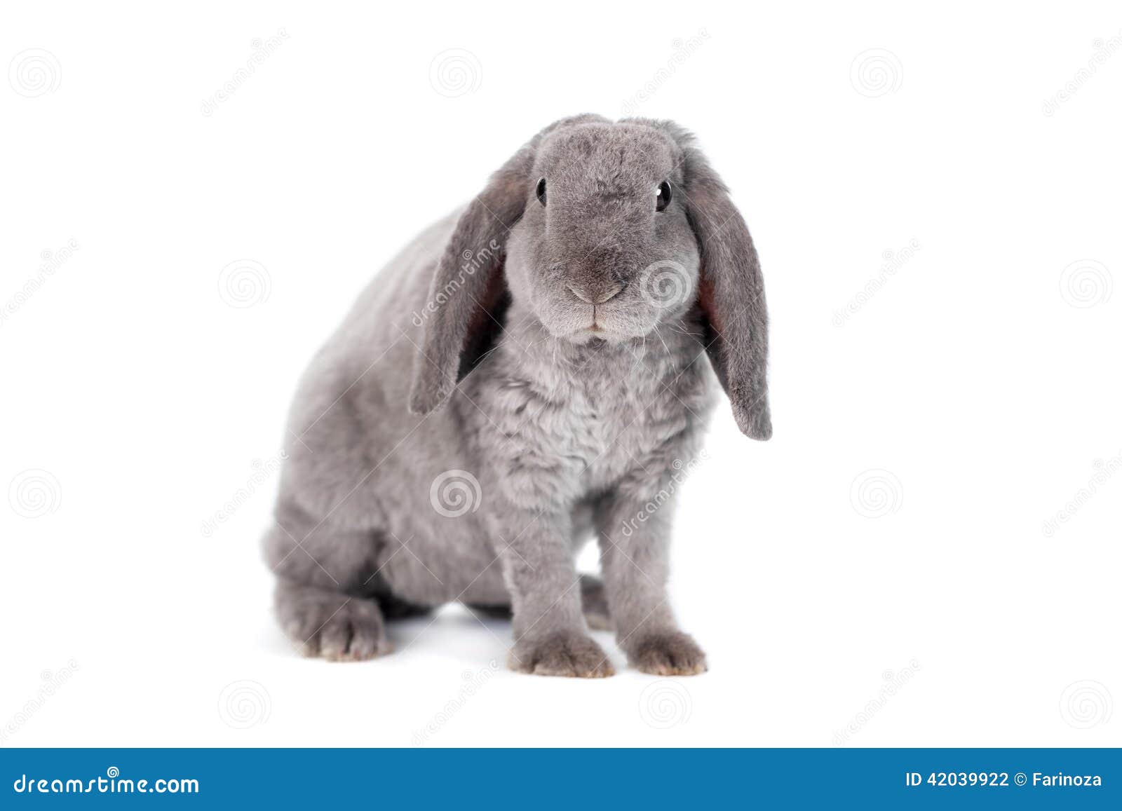 Grey Lop-eared Rabbit Rex Breed Stock Photo - Image of funny, lopeared ...