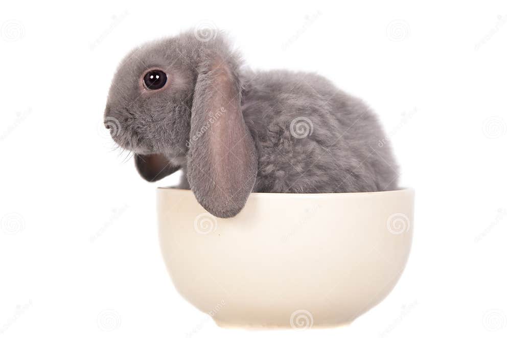 Grey Lop-eared Rabbit Rex Breed Stock Image - Image of nature, hair ...