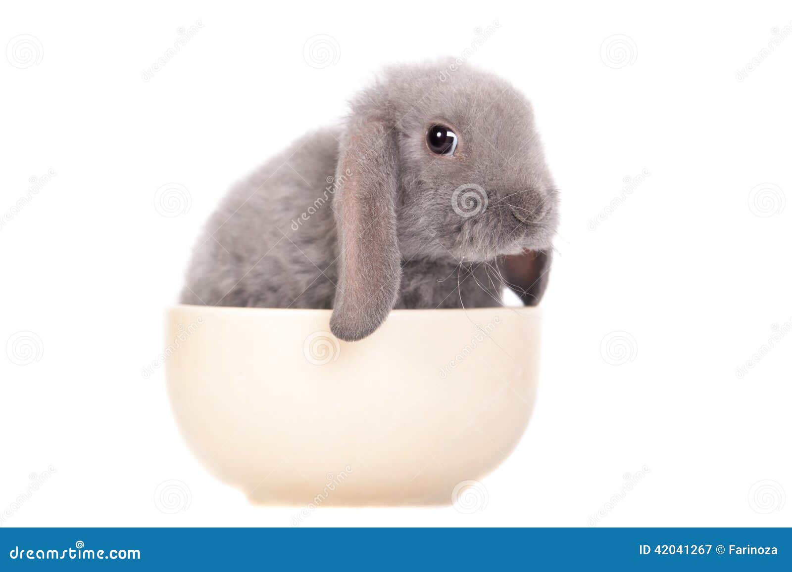 Grey Lop-eared Rabbit Rex Breed Stock Image - Image of careful, humor ...