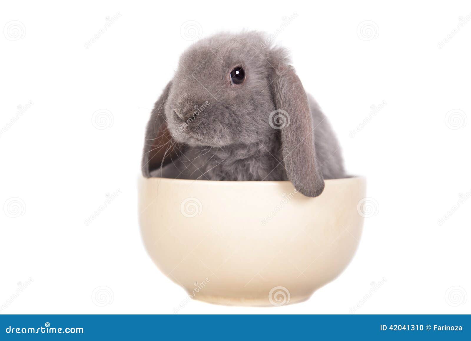 Grey Lop-eared Rabbit Rex Breed Stock Photo - Image of domestic, nature ...