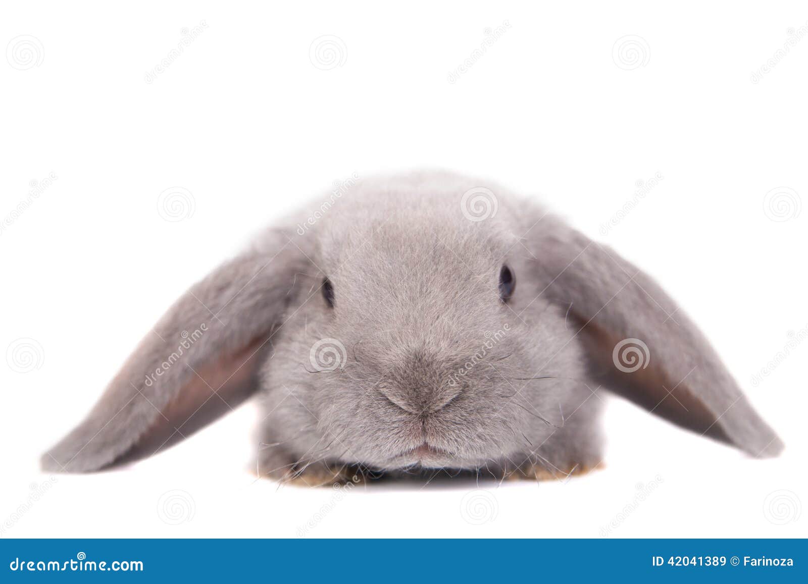 Grey Lop-eared Rabbit Rex Breed Stock Image - Image of foot, domestic ...