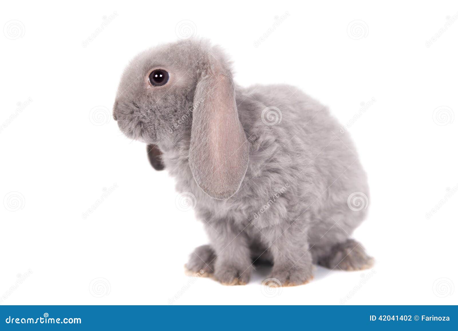 Grey Lop-eared Rabbit Rex Breed Stock Photo - Image of mammal ...