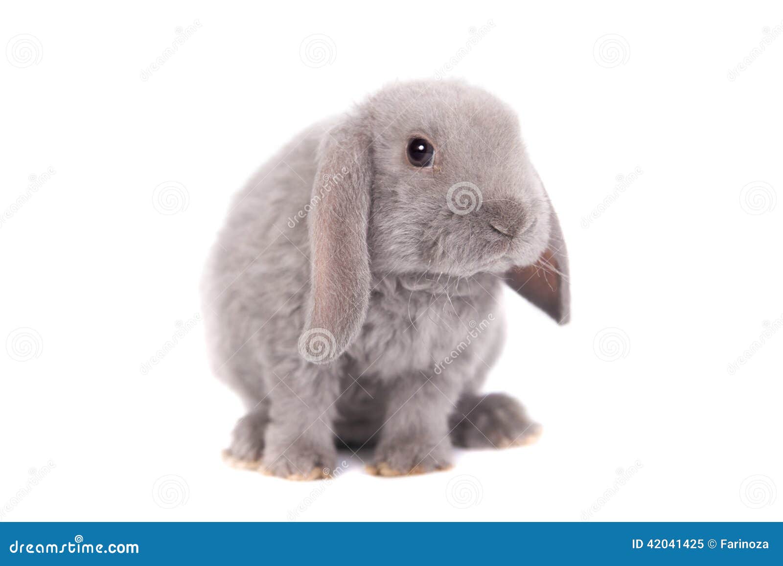 Grey Lop-eared Rabbit Rex Breed Stock Image - Image of lopeared, mammal ...