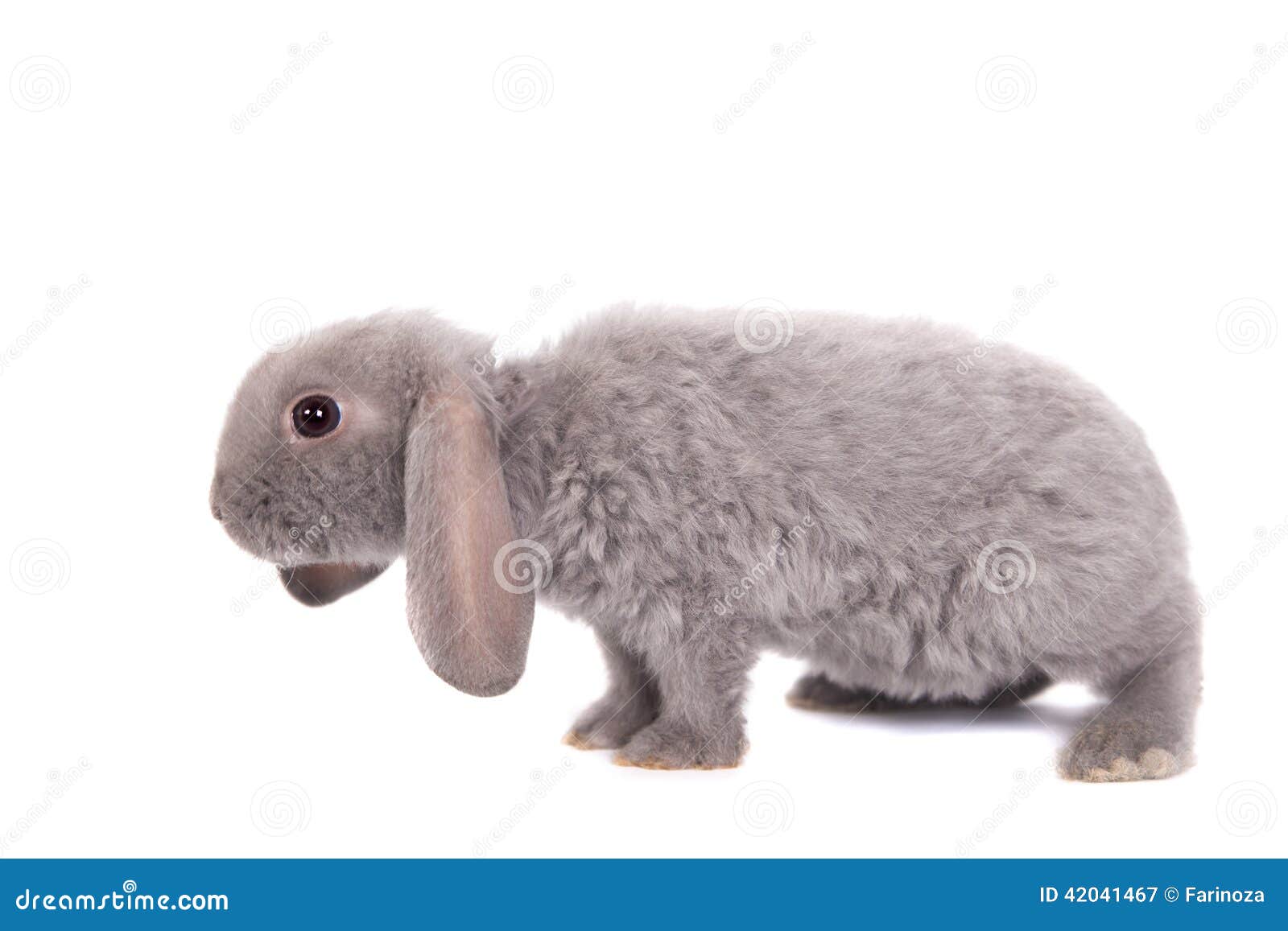 Grey Lop-eared Rabbit Rex Breed Stock Image - Image of isolated, dwarf ...