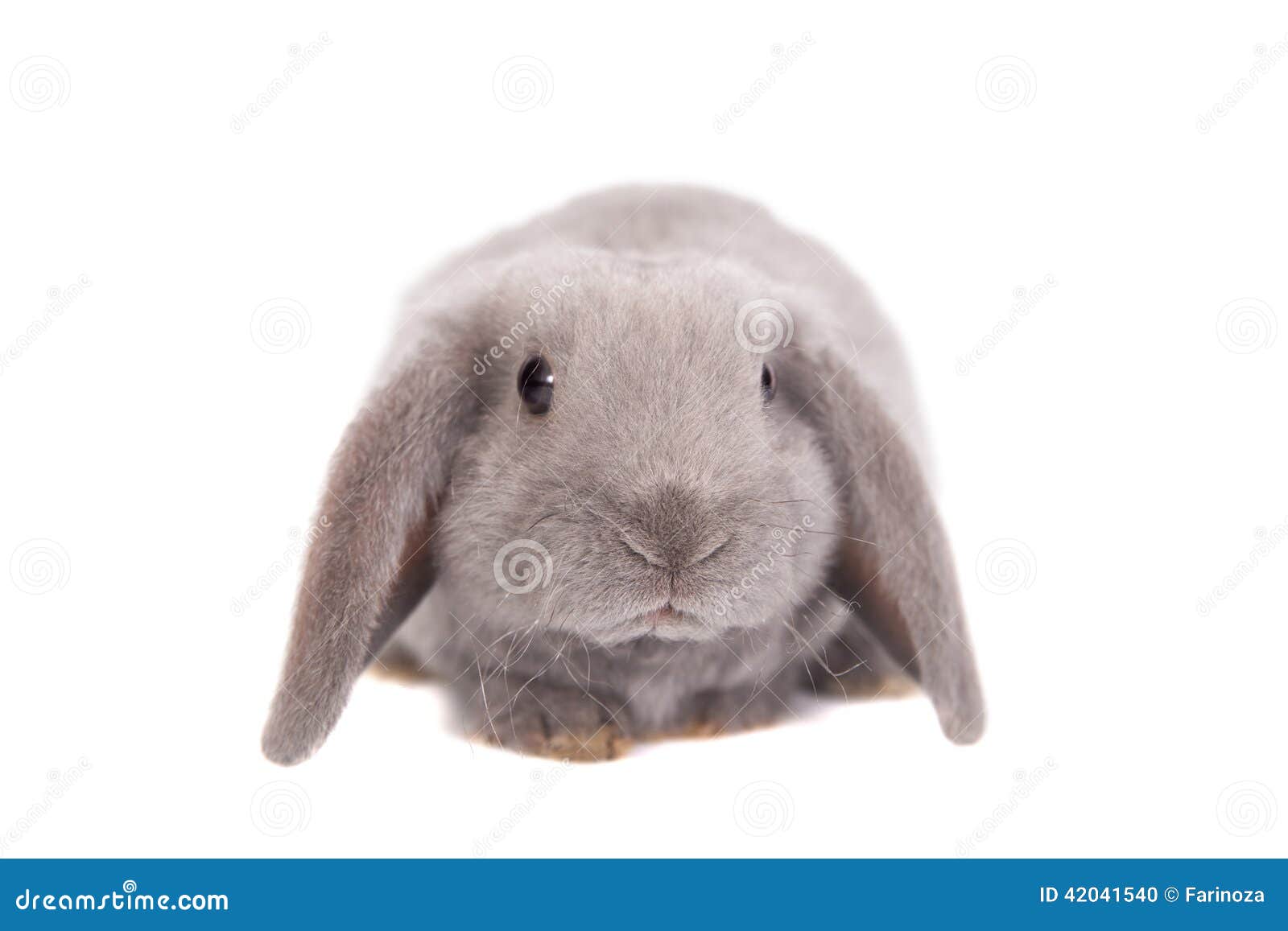 Grey Lop-eared Rabbit Rex Breed Stock Photo - Image of lopeared, animal ...