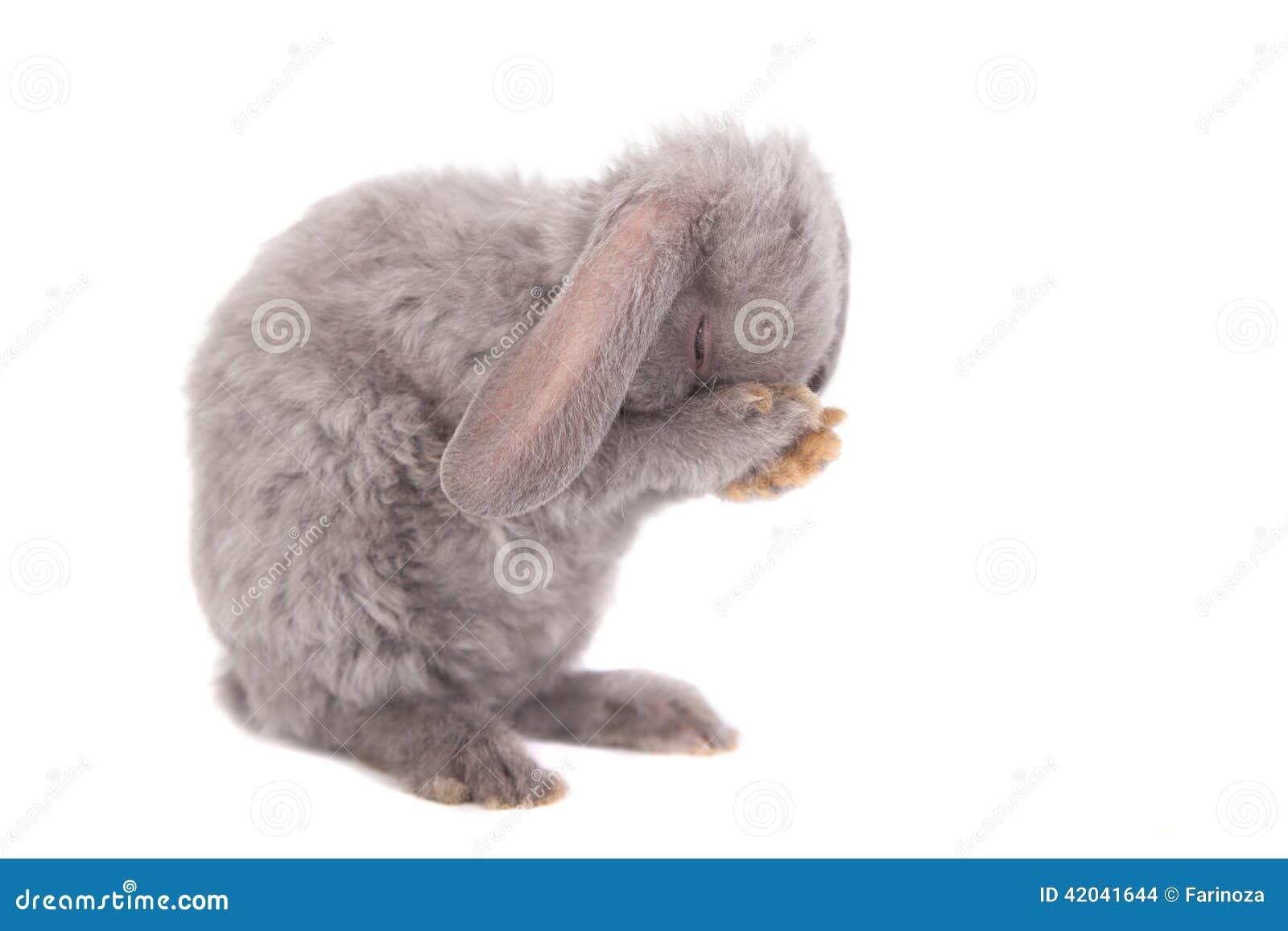 Grey Lop-eared Rabbit Rex Breed Stock Photo - Image of beautiful ...