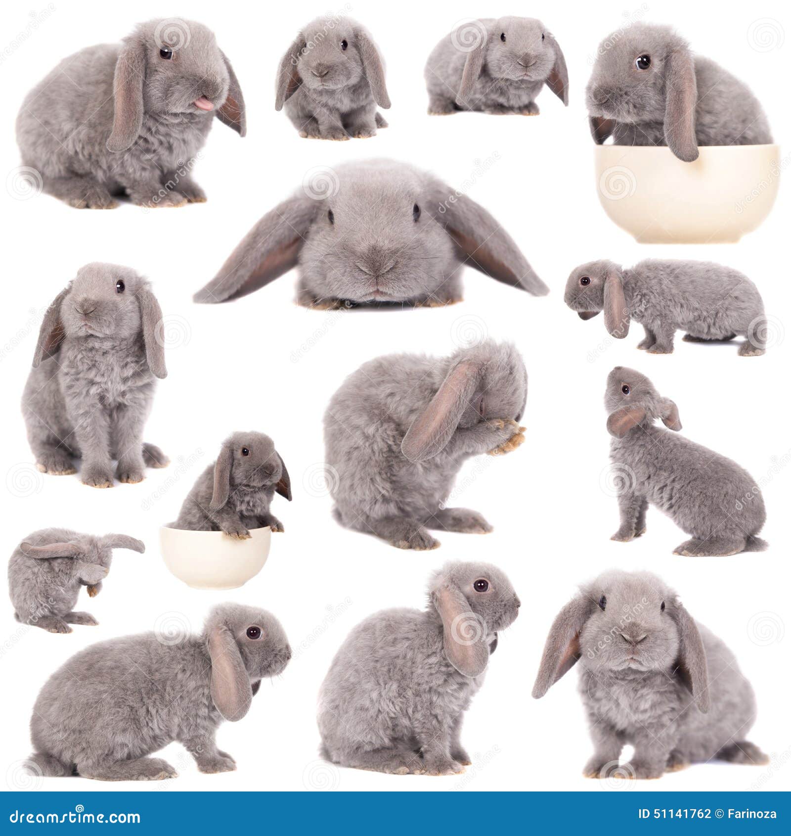 Grey Lop-eared Rabbit Rex Breed Stock Photo - Image of curiosity ...