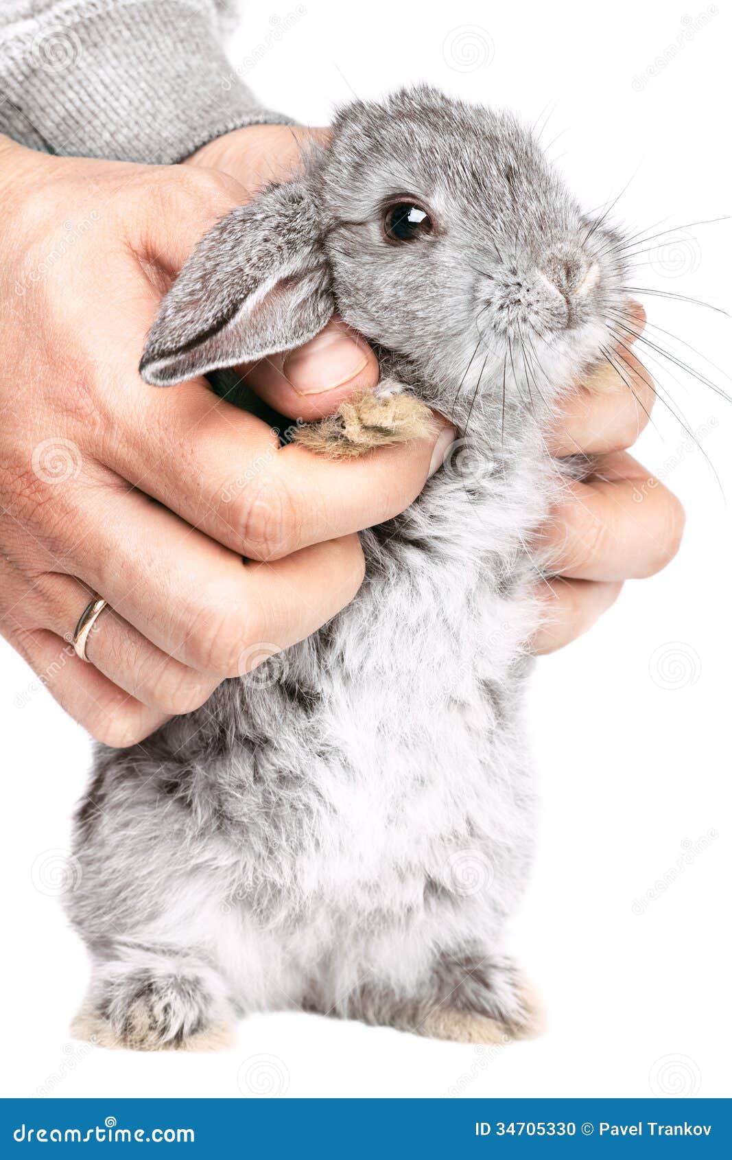 The Grey Lop Rabbit. stock photo. Image of people, female - 34705330