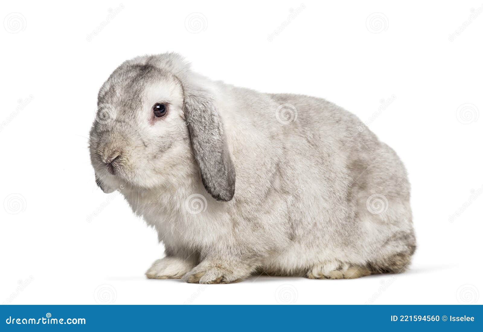 Grey Lop rabbit, isolated stock photo. Image of farm - 221594560