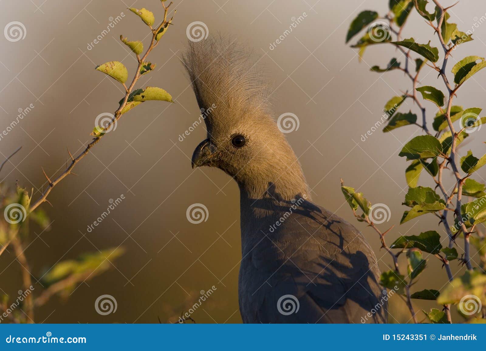 Grey Lourie stock image. Image of national, savannah - 15243351