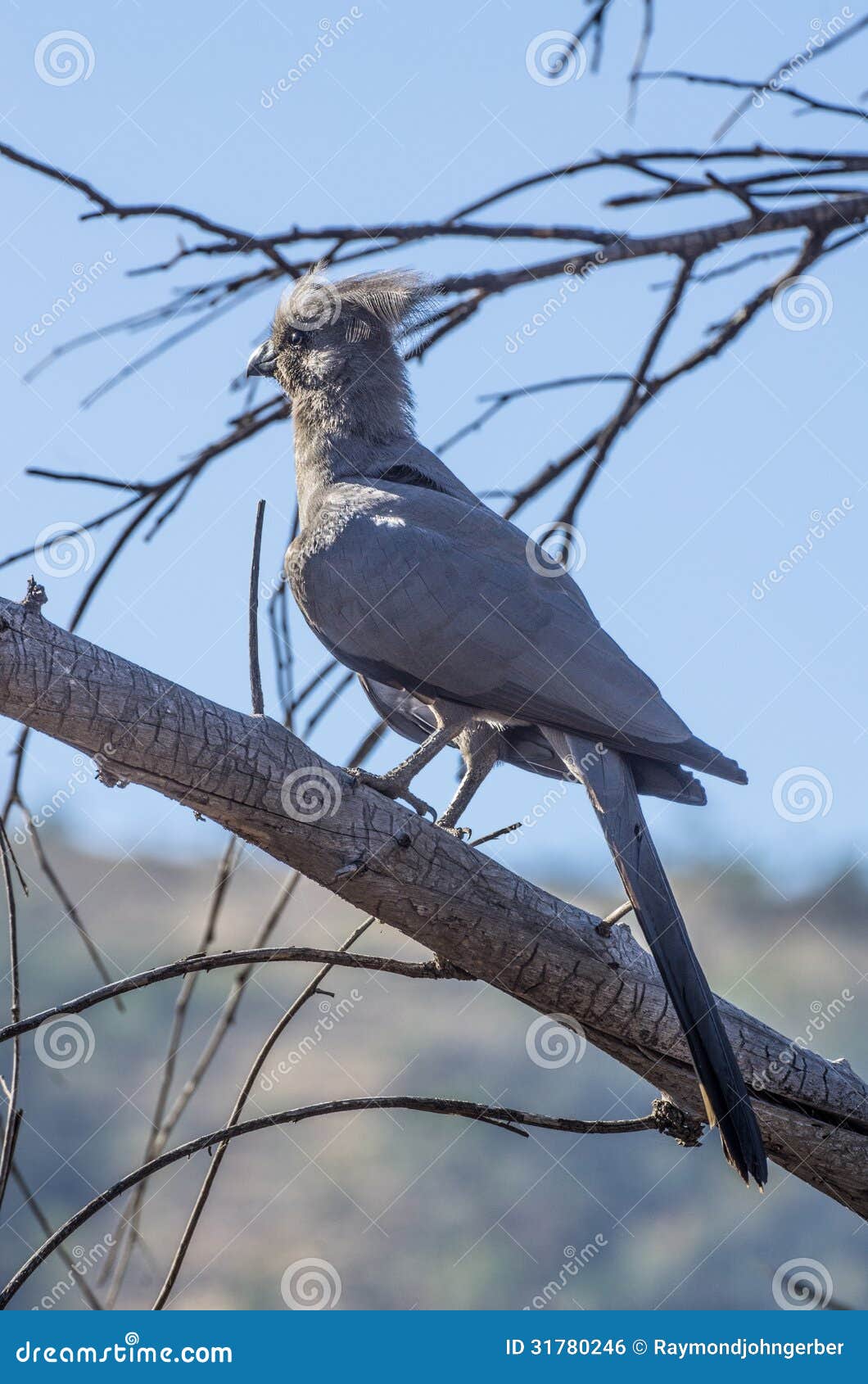 Grey lourie stock photo. Image of south, nature, bird - 31780246