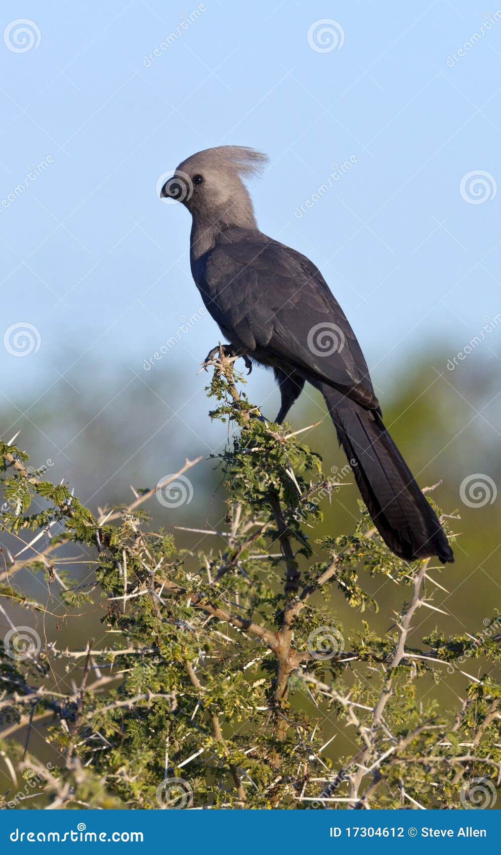 Grey Lourie (Corythaixoides Concolor) Stock Photo | CartoonDealer.com ...