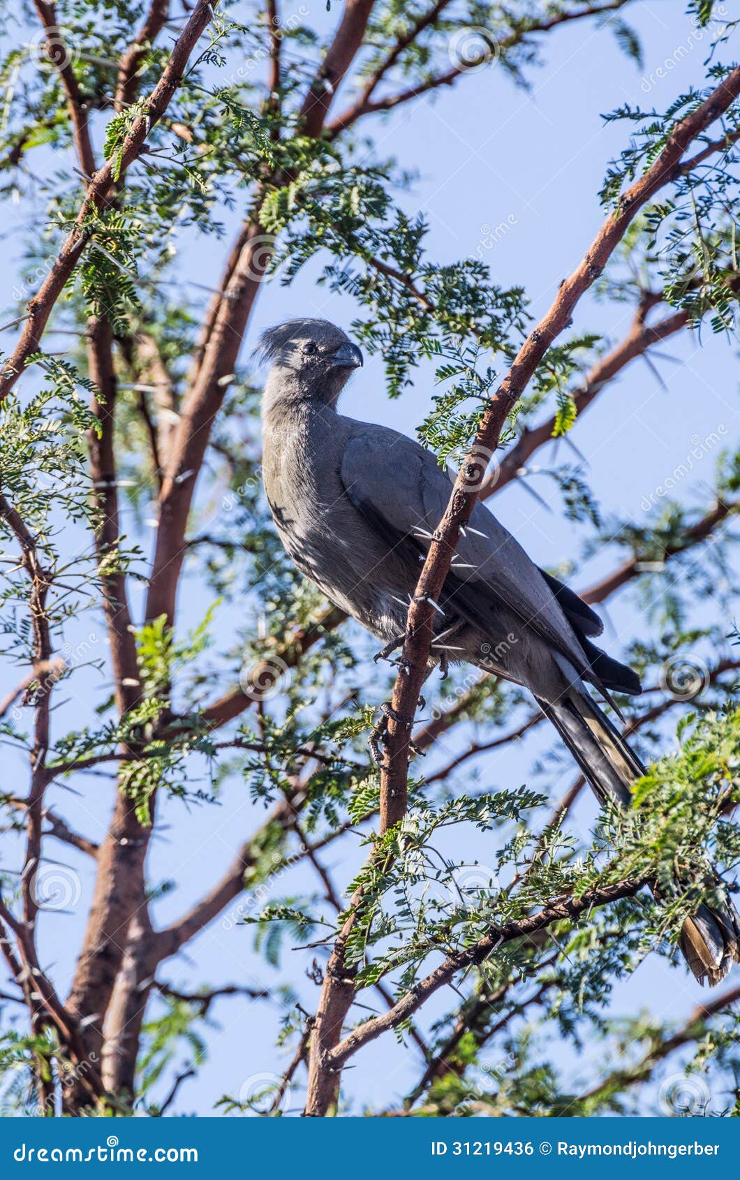 Grey lourie stock photo. Image of bird, nature, warm - 31219436