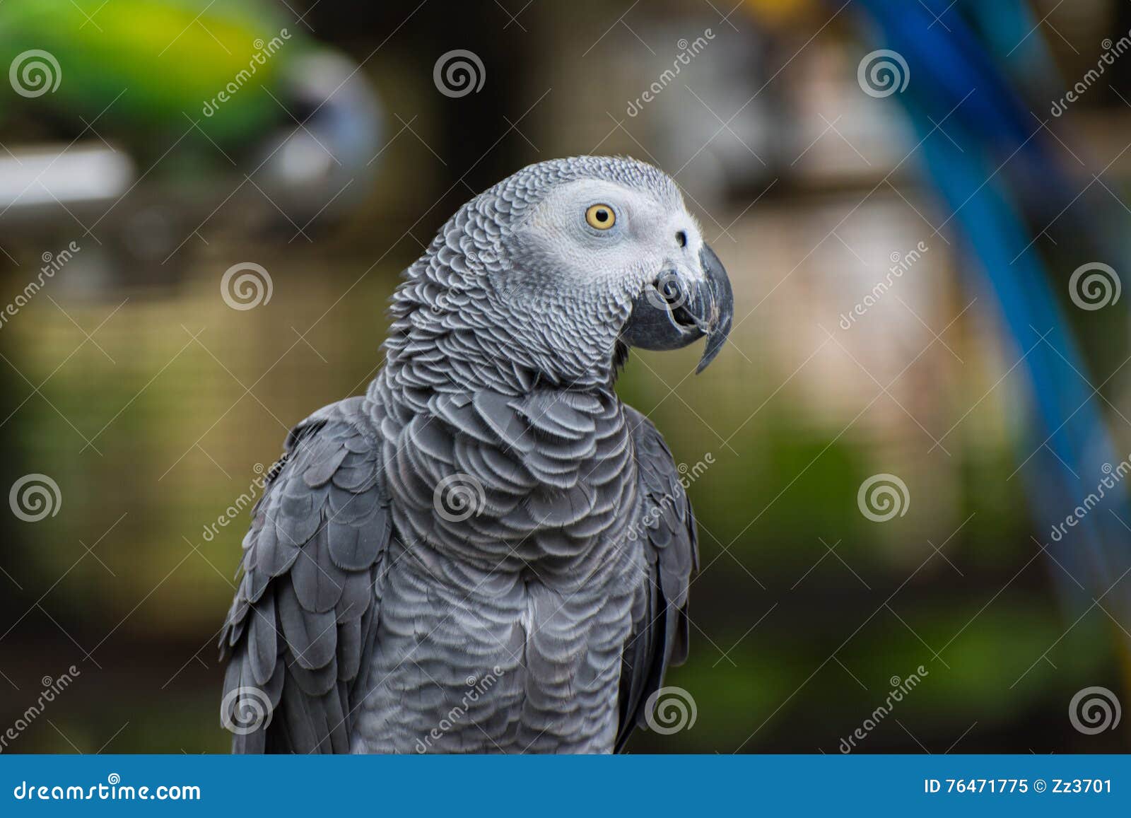 Grey Macaw Parrot stock image. Image of food, color, flora - 76471775