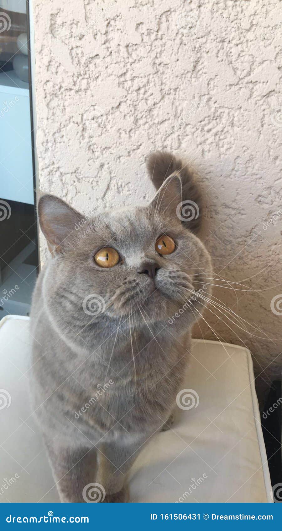 GREY MALE CAT MODEL BRITISH SHORTAIR Stock Image - Image of catfeatures ...