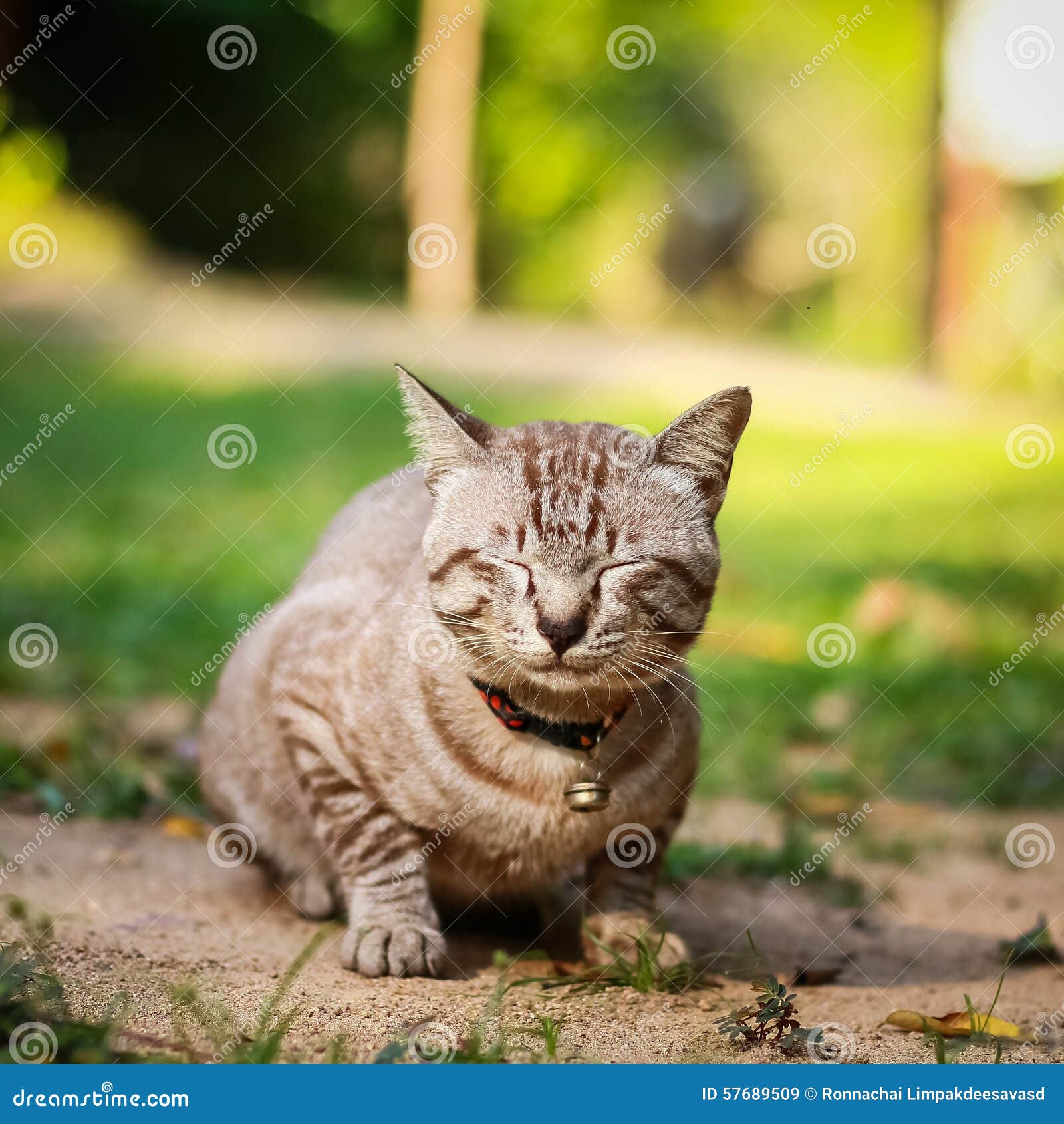 Grey male cat stock image. Image of kitten, domestic - 57689509