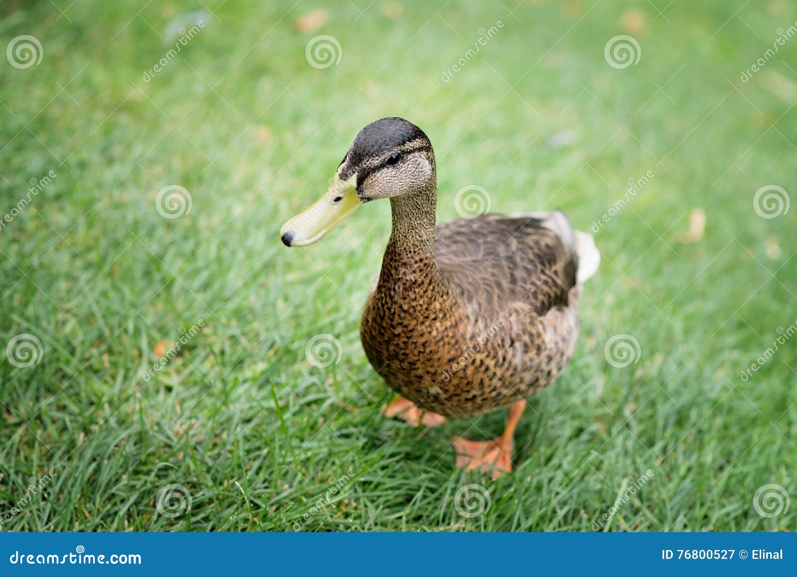 Grey Mallard Duck on Green Grass. Nature Stock Image - Image of ducks ...