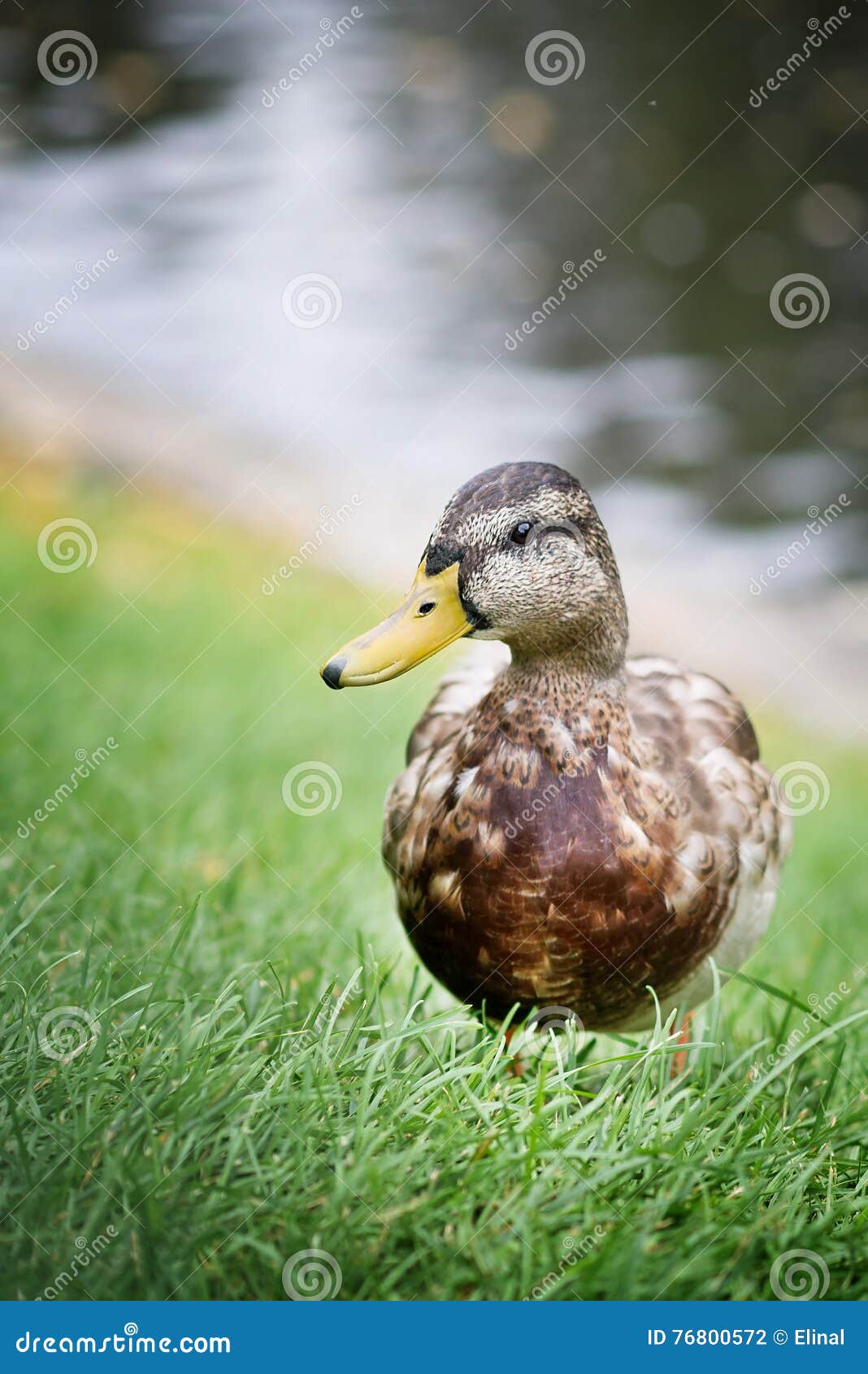 Grey Mallard Duck on Green Grass. Nature Stock Photo - Image of view ...