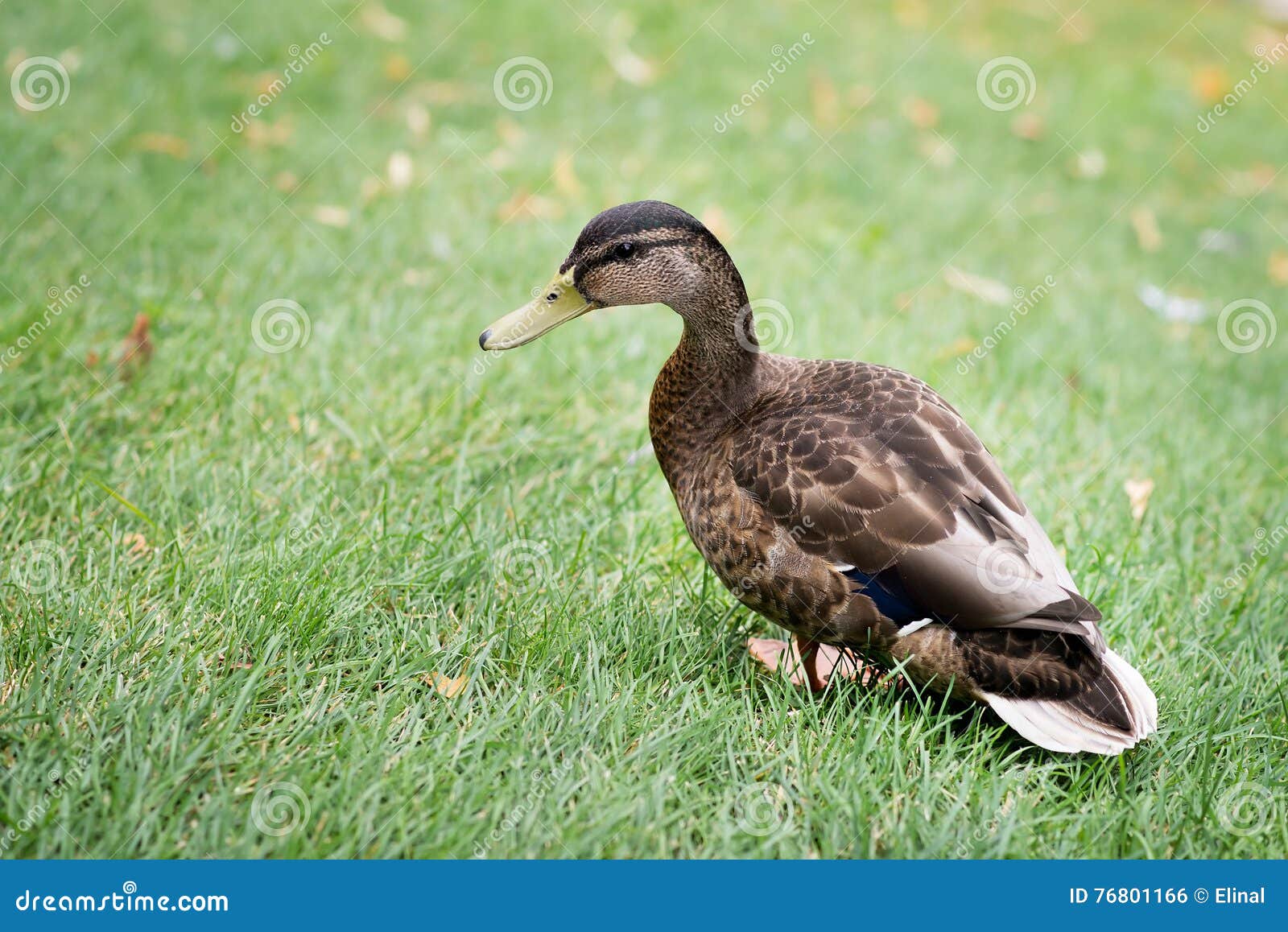 Grey Mallard Duck on Green Grass. Nature Stock Photo - Image of feather ...