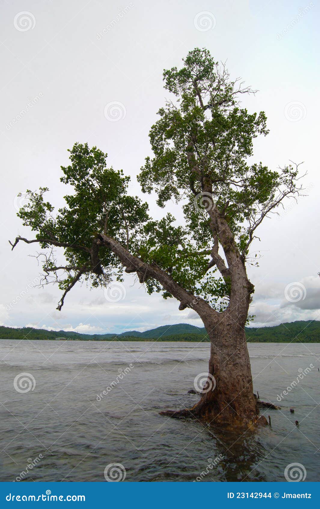 Grey Mangrove Tree stock photo. Image of coast, brackish - 23142944
