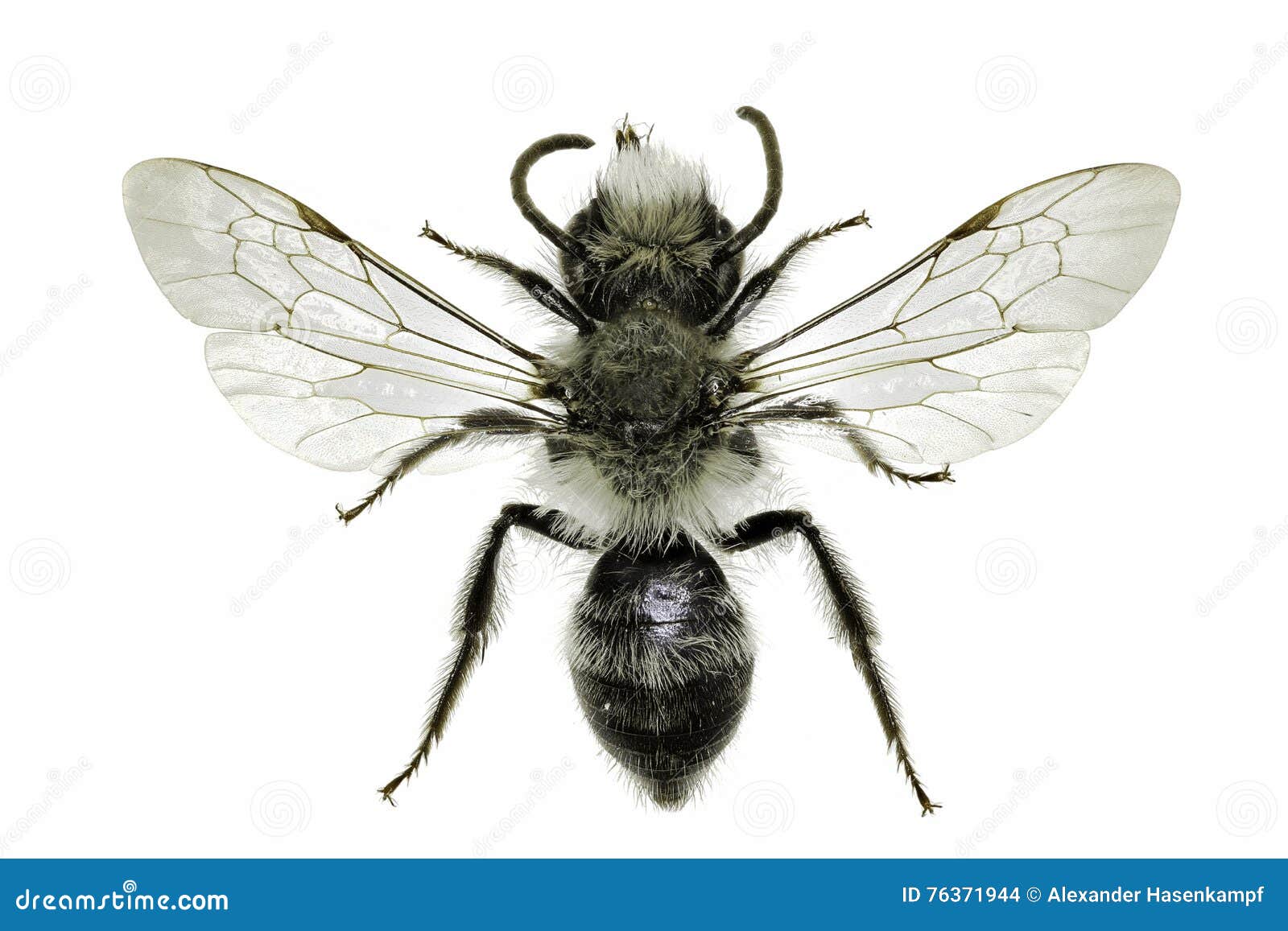 Grey Mining Bee on White Background Stock Photo - Image of cineraria ...